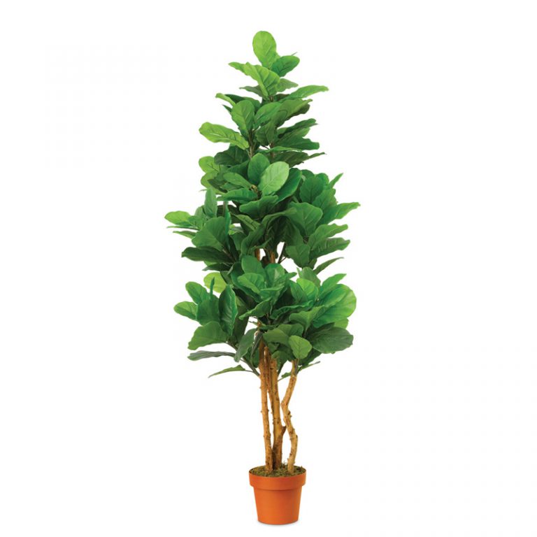 Artificial Ficus Plants in Dubai | Siji Greenhouse