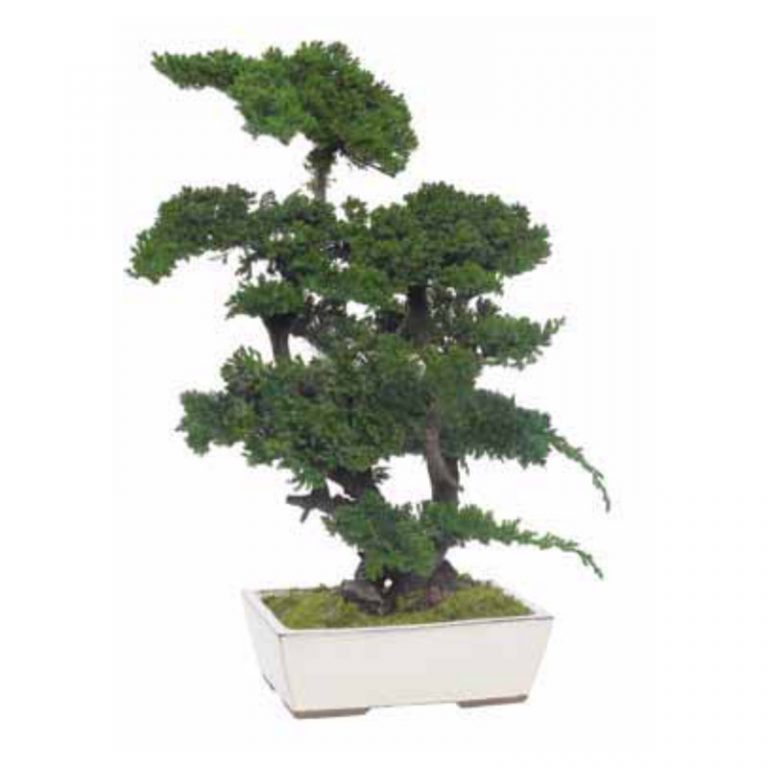 Preserved Bonsai Trees & Conifers, Dubai | Siji Greenhouse