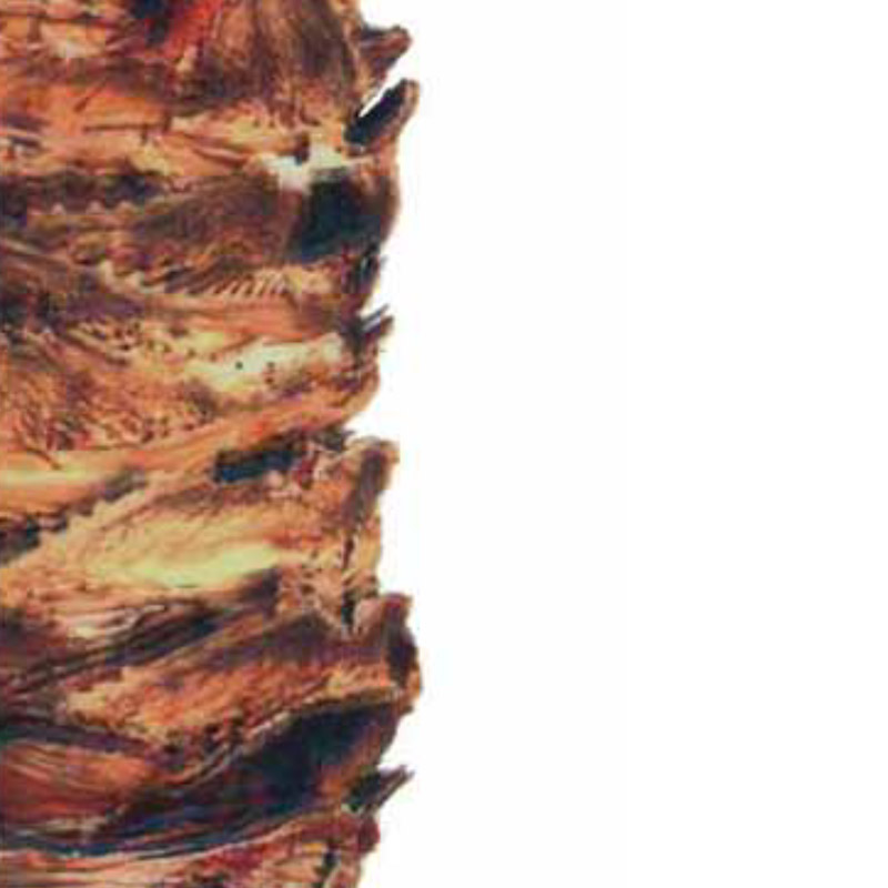 Preserved-Aloe-trunk - Siji Greenhouse