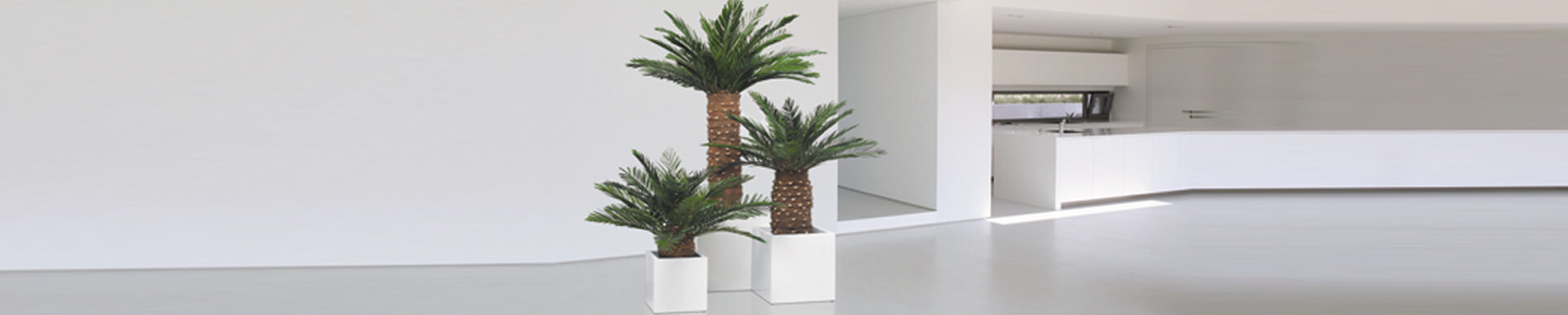 Preserved-Baby-Palms - Siji Greenhouse