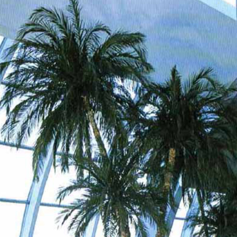 Preserved-Cocos-Palm - Siji Greenhouse