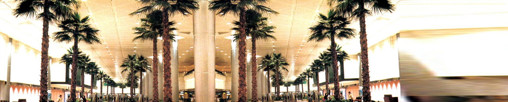 Preserved-Date-Palm - Siji Greenhouse