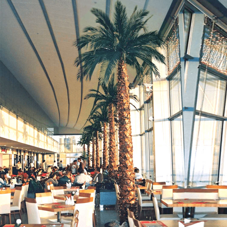 Preserved Plants in Dubai | Preserved Indoor Plants for Sale